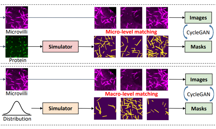 GAN based Unsupervised Segmentation: Should We Match the Exact Number ...
