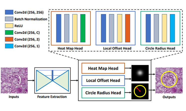 Circle Representation for Medical Object Detection | HRLB Lab