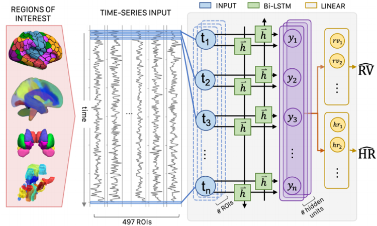 From Brain to Body: Learning Low-Frequency Respiration and Cardiac ...
