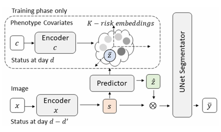 Pancreas CT Segmentation by Predictive Phenotyping | HRLB Lab