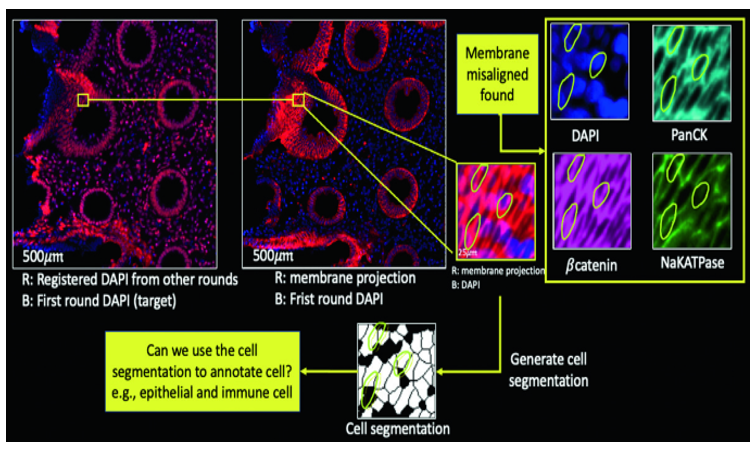 MxIF Q-score: Biology-Informed Quality Assurance for Multiplexed ...