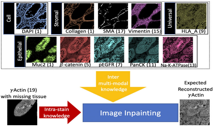 Inpainting Missing Tissue in Multiplexed Immunofluorescence Imaging ...